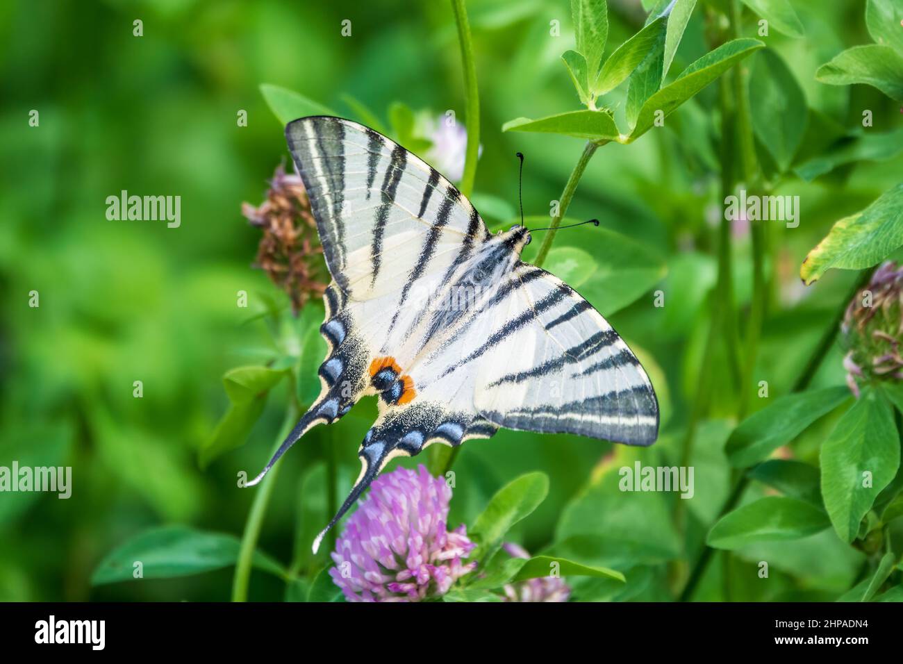 Beautiful Butterfly Scarce Swallowtail, Sail Swallowtail, Pear-tree ...