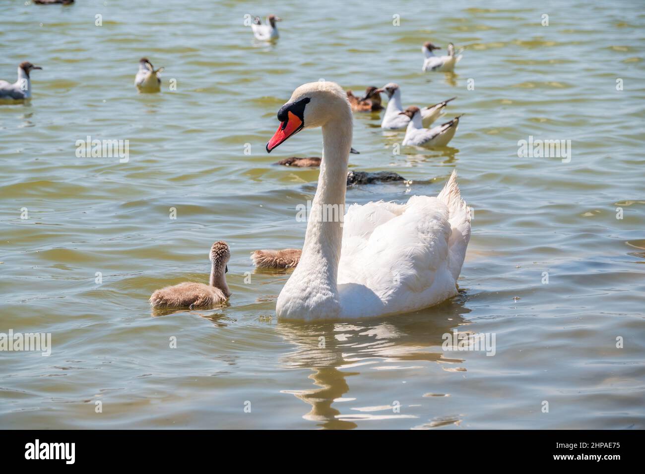 A female mute swan, Cygnus olor, swimming on a lake with its new born ...