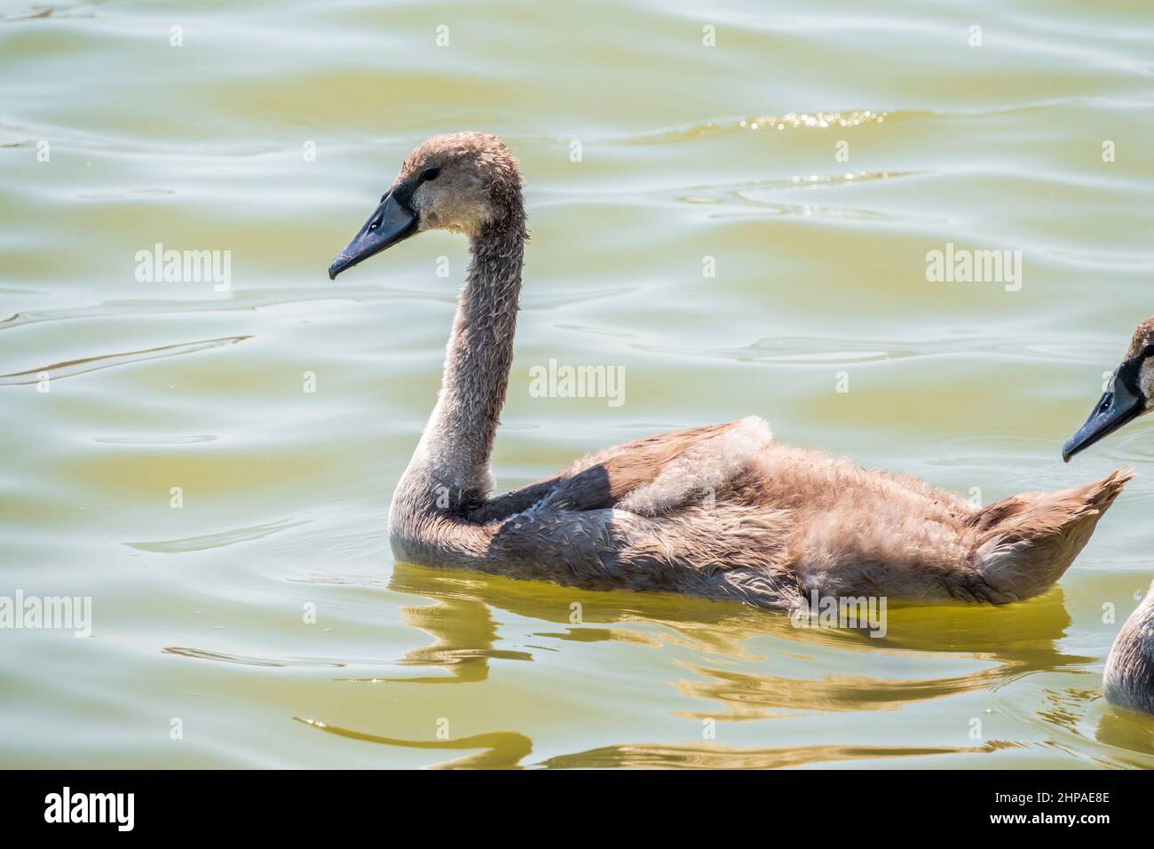 Beautiful baby cygnet mute swan fluffy grey and white chicks ...