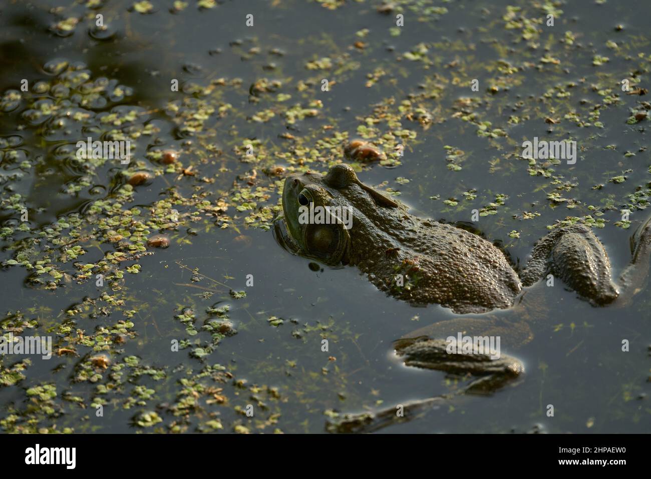 Closeup shot of a toad floating on a lake surface Stock Photo - Alamy