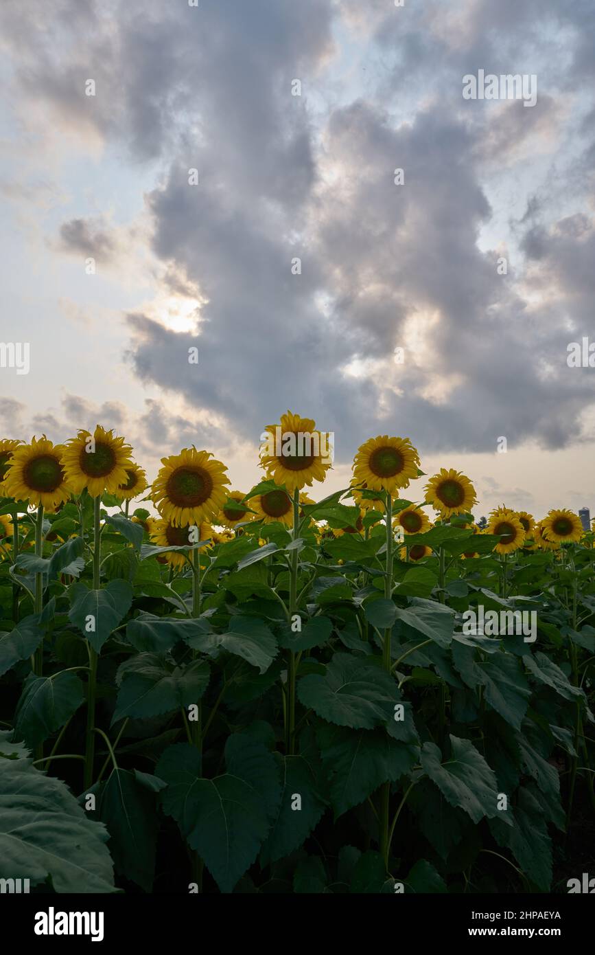 Sunflowers on farm in Cecil, Wisconsin Stock Photo - Alamy