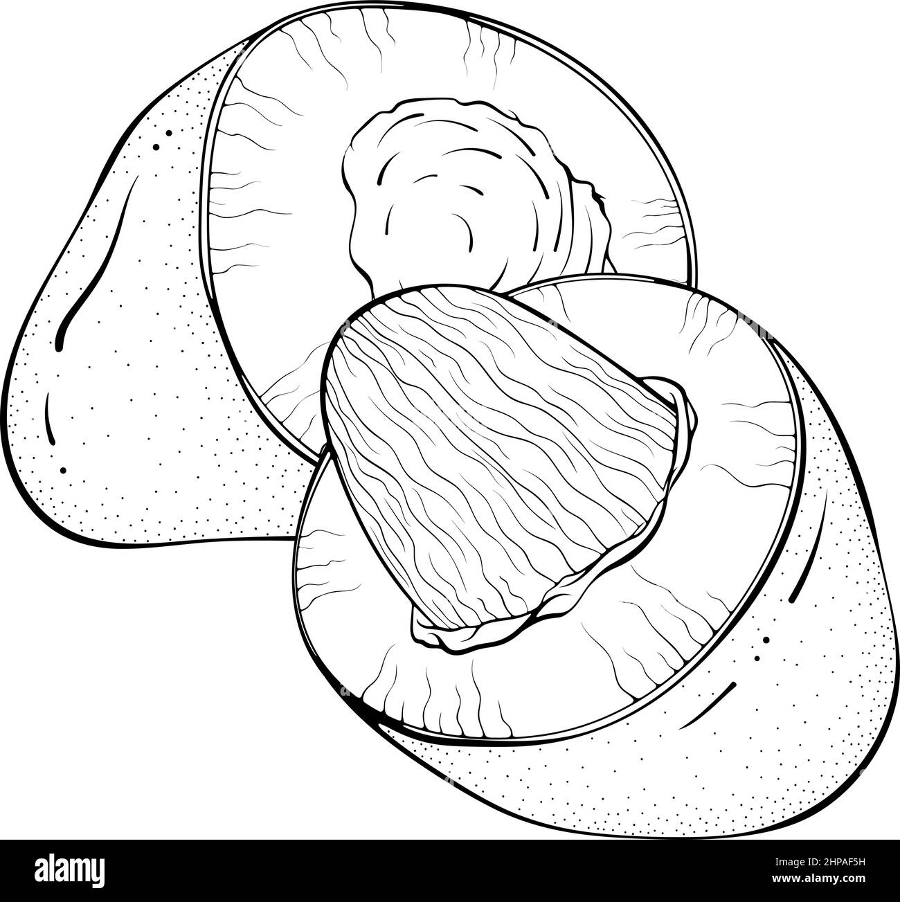 Mango cut in half, two halves Stock Vector Image & Art - Alamy