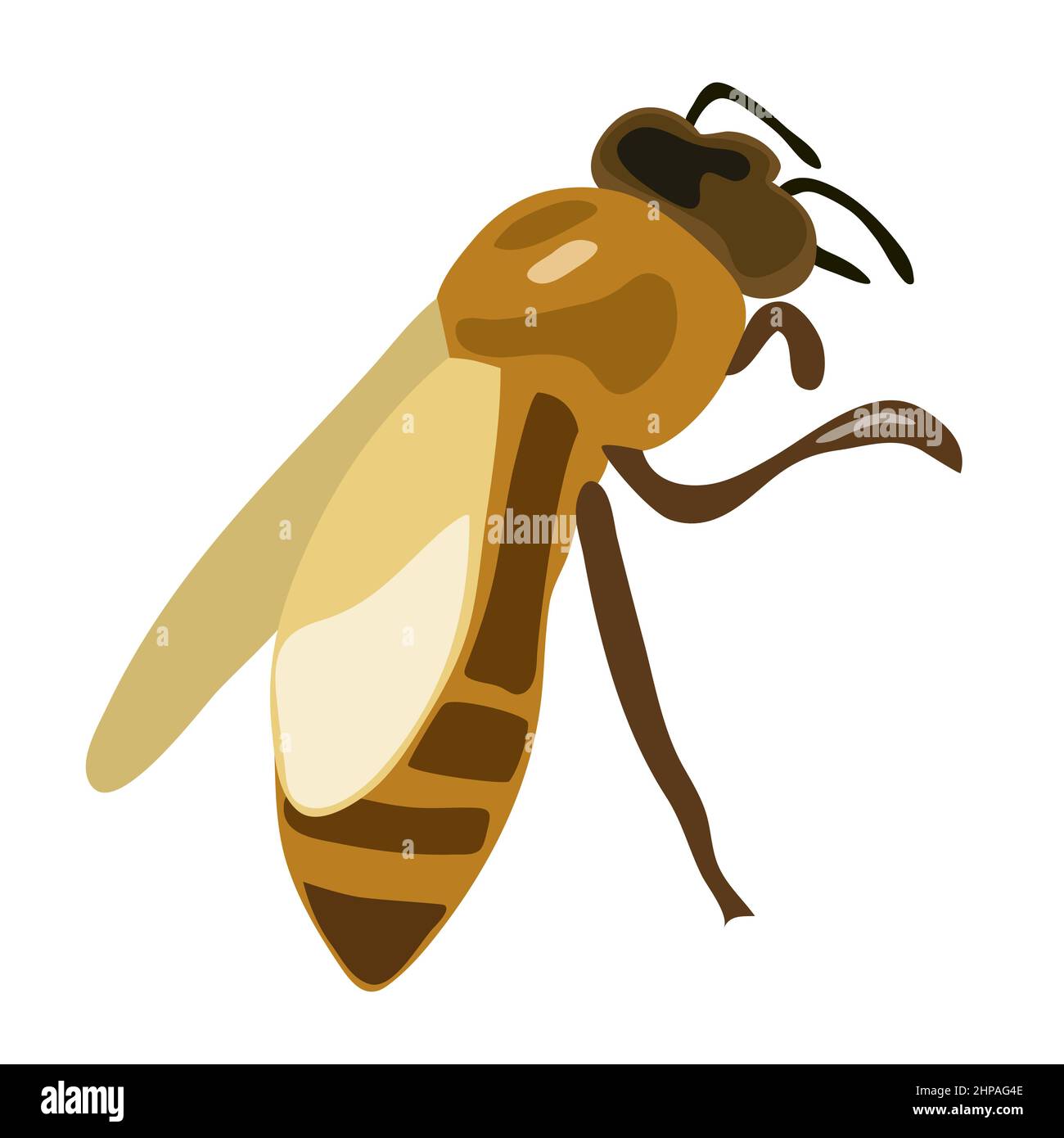 Honeybee vector vectors Stock Vector Images - Alamy