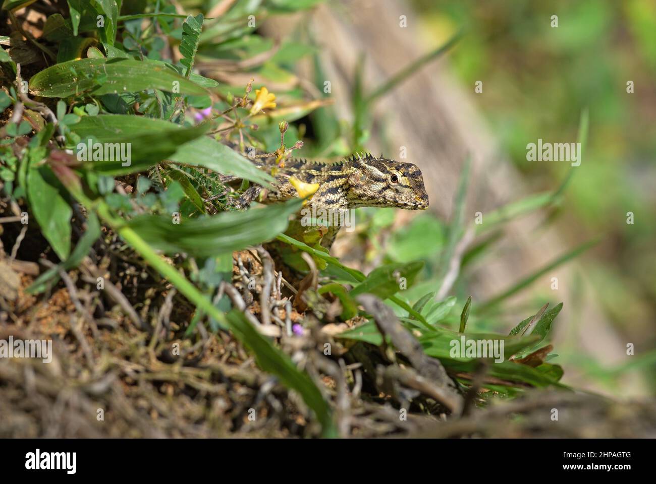 Oriental Garden Lizard - Calotes versicolor, colorful changeable lizard ...