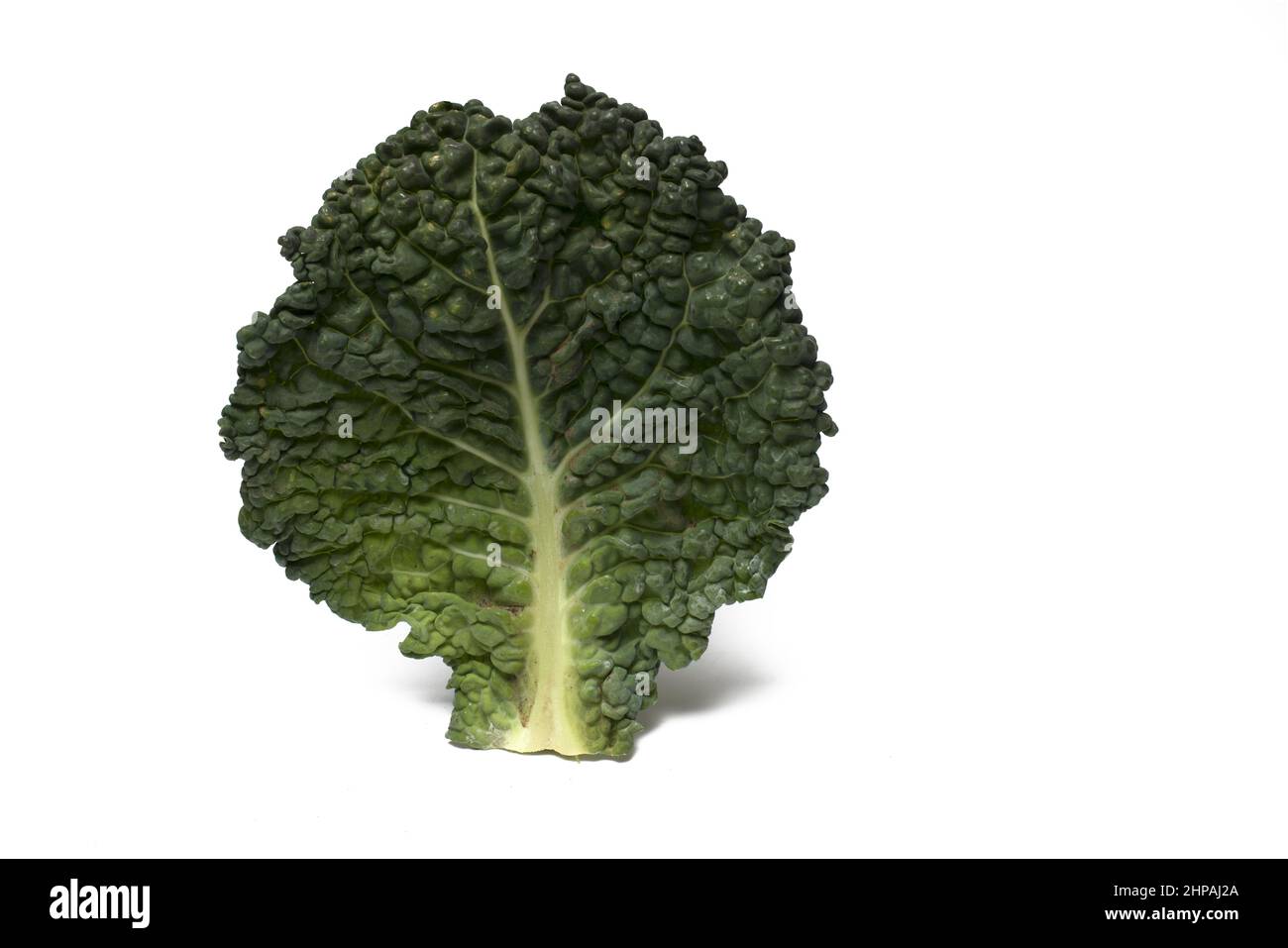 Light and shadow on cabbage leaf Cut Out Stock Images & Pictures - Alamy