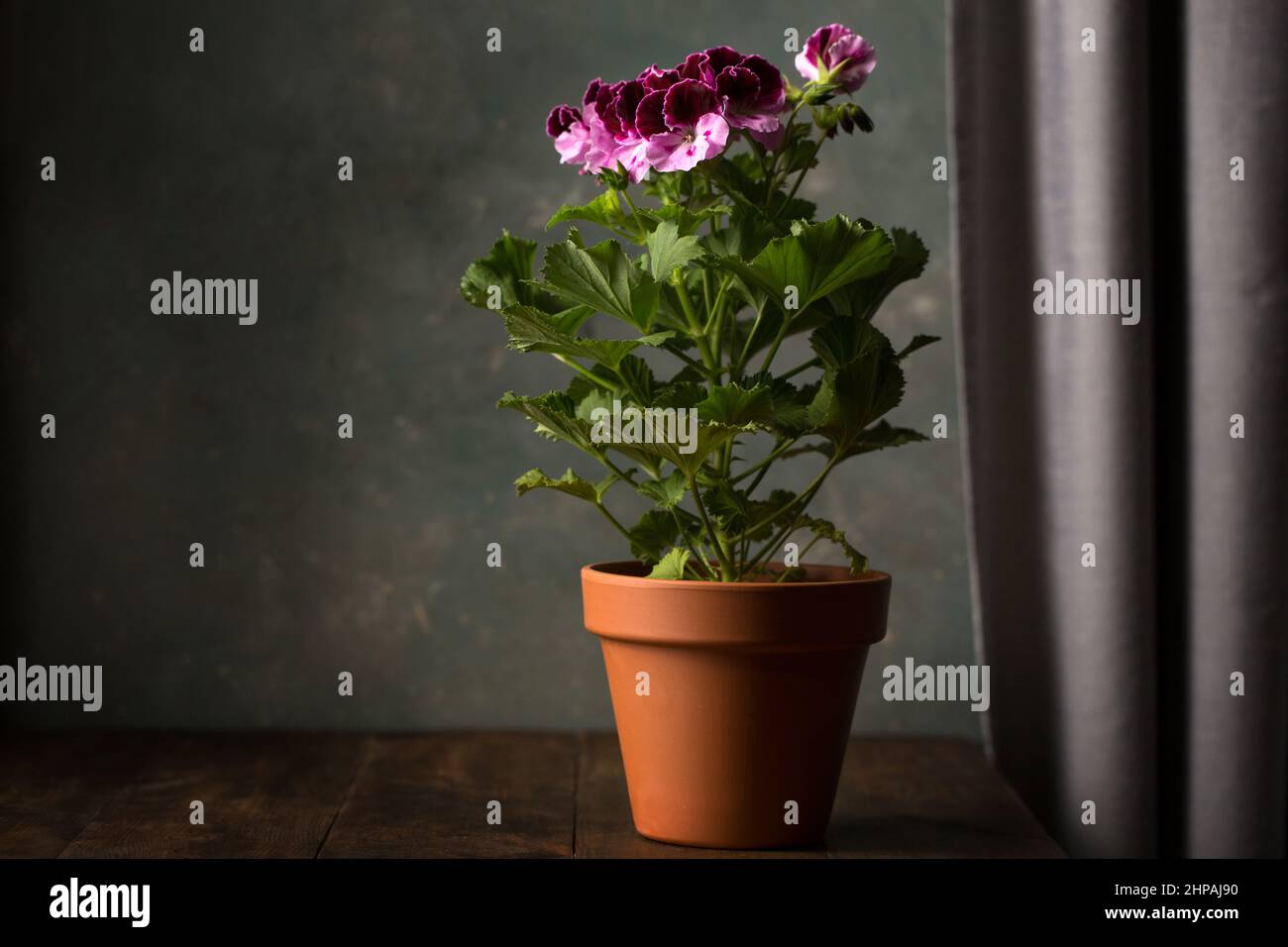 Royal pelargonium flower, family Geraniaceae in a ceramic pot Stock ...