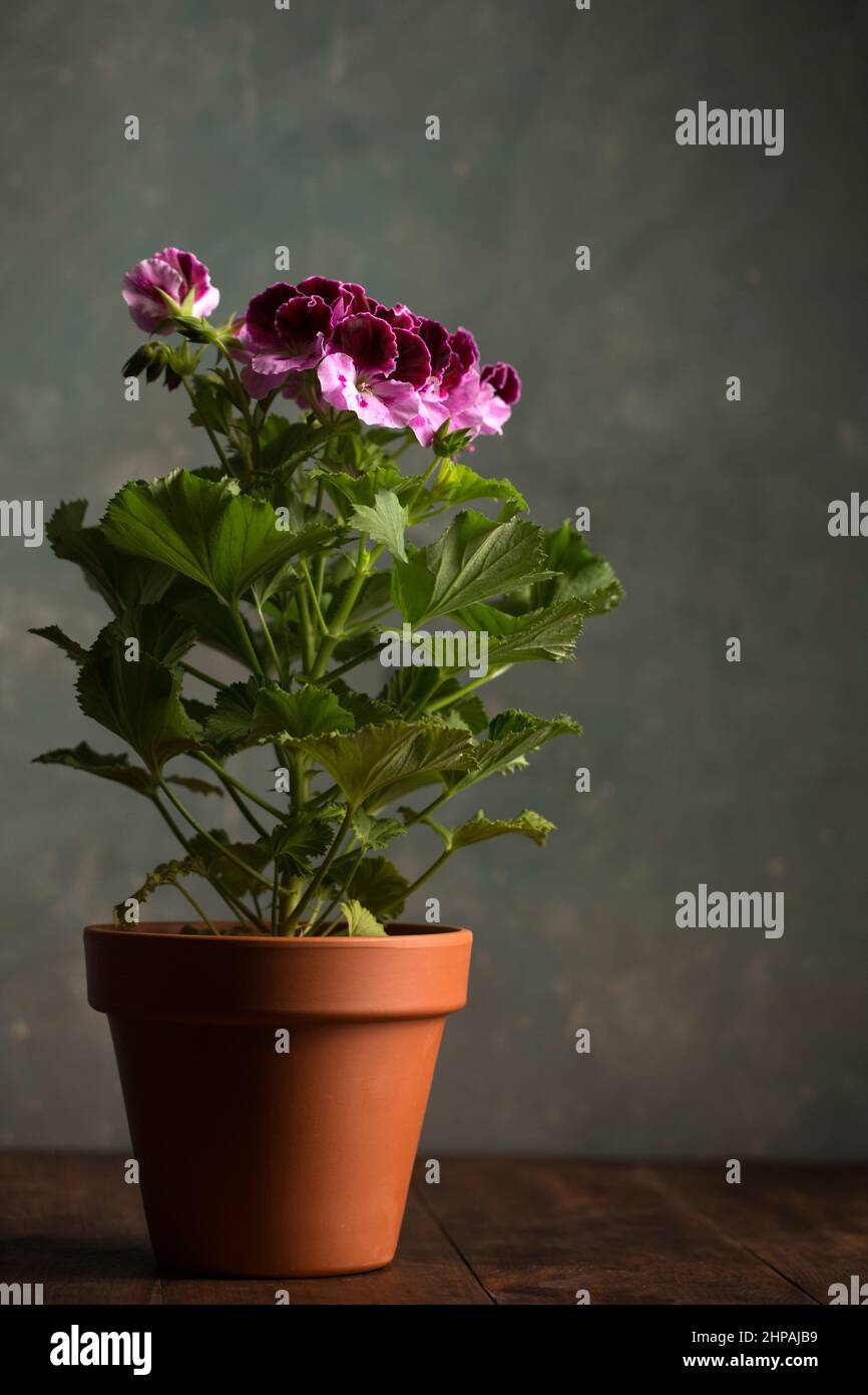 Royal pelargonium flower, family Geraniaceae in a ceramic pot Stock ...
