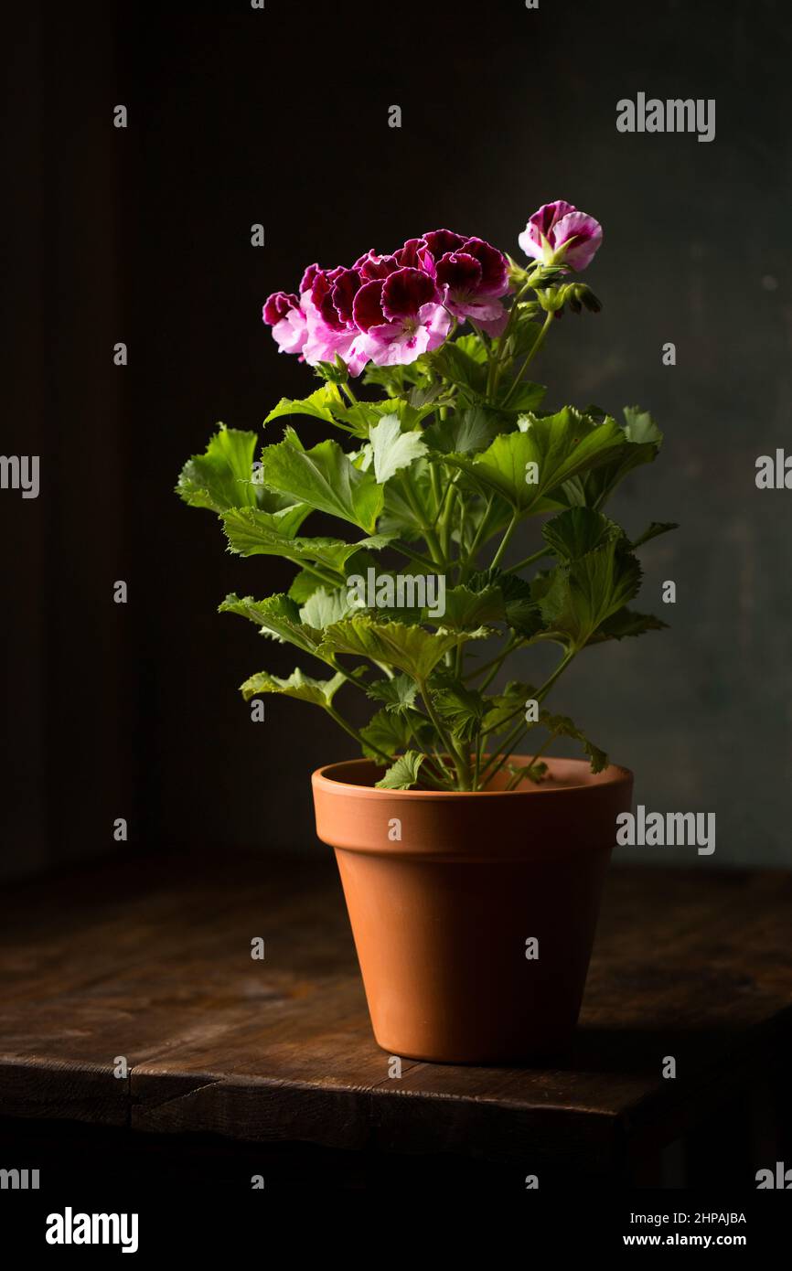 Royal pelargonium flower, family Geraniaceae in a ceramic pot Stock ...