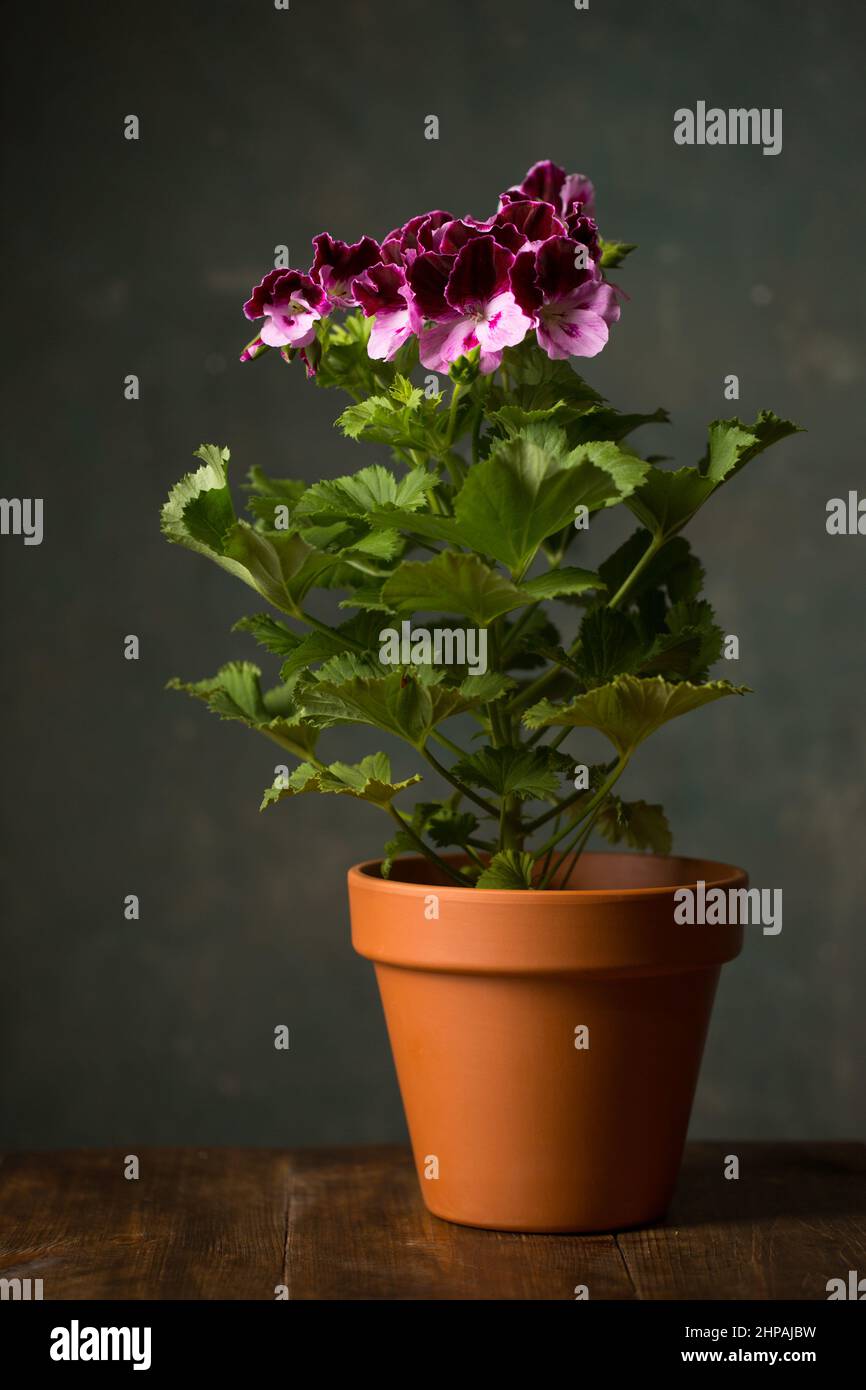 Royal pelargonium flower, family Geraniaceae in a ceramic pot Stock ...