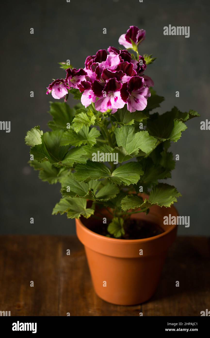 Royal pelargonium flower, family Geraniaceae in a ceramic pot Stock ...