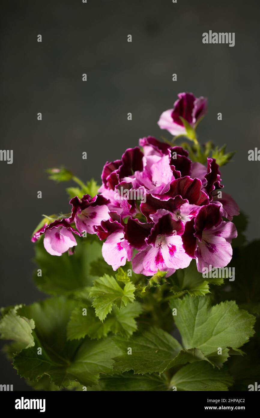 Royal pelargonium flower, family Geraniaceae, close-up Stock Photo - Alamy