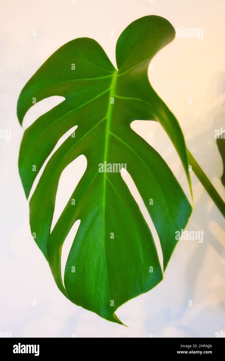 Green leaf in front of a white wall Stock Photo - Alamy
