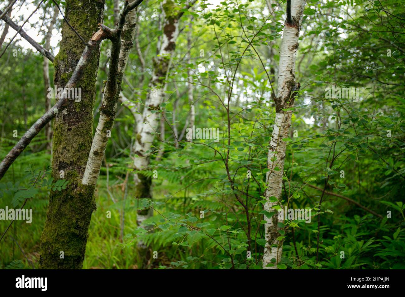 Natural view of thick vegetation in a forest Stock Photo - Alamy