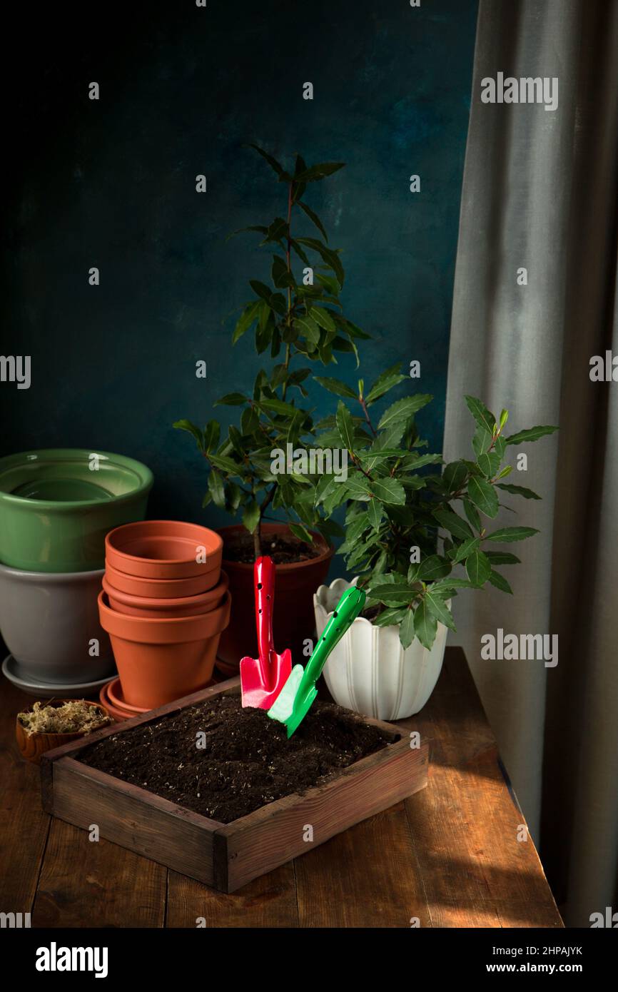 Transplanting young laurel trees into new pots with new soil . Rustic ...