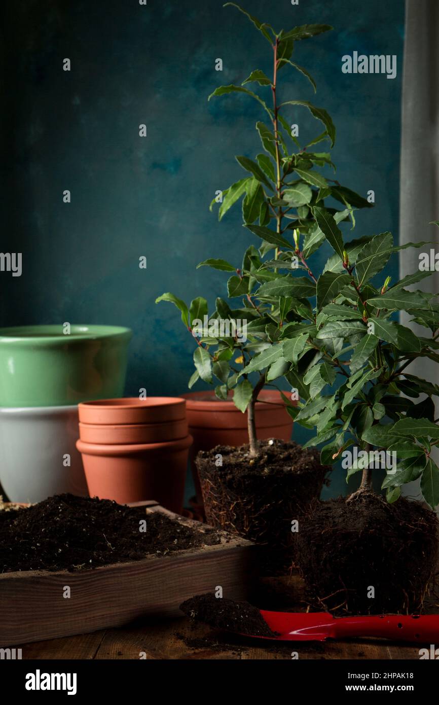 Laurel trees with a clod of earth are ready for transplanting into a ...