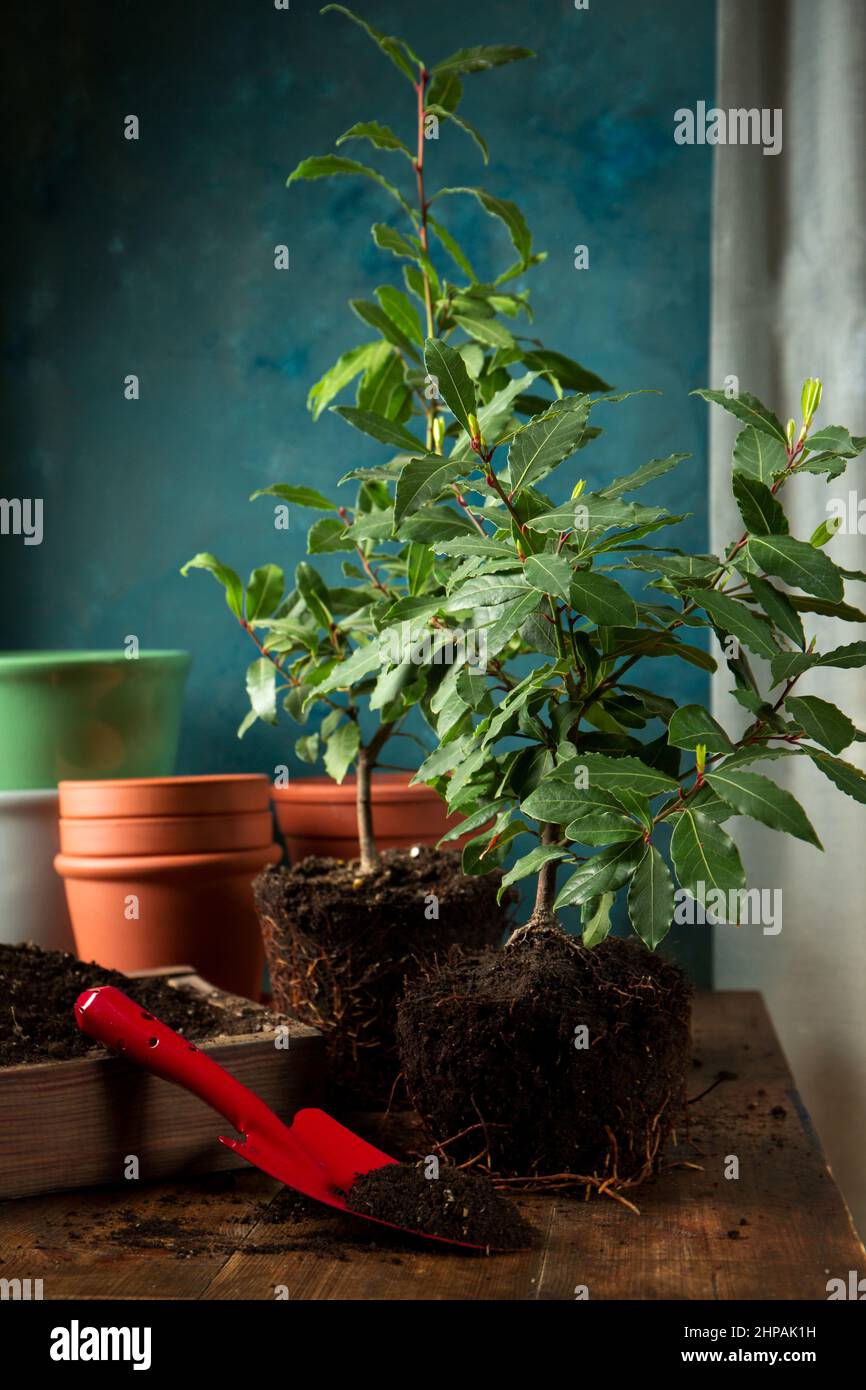 Laurel trees with a clod of earth are ready for transplanting into a ...