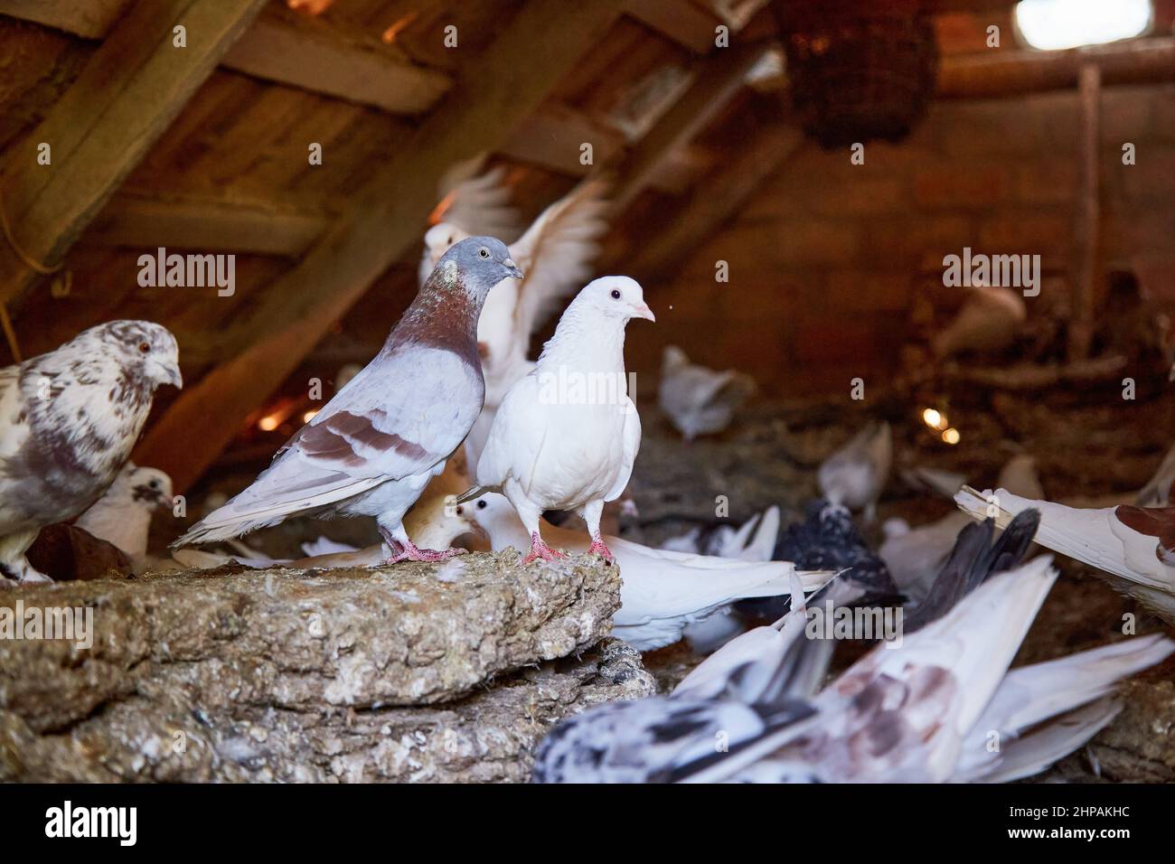 Breeding purebred pigeons at private yard. Warm house for birds. Hobby ...