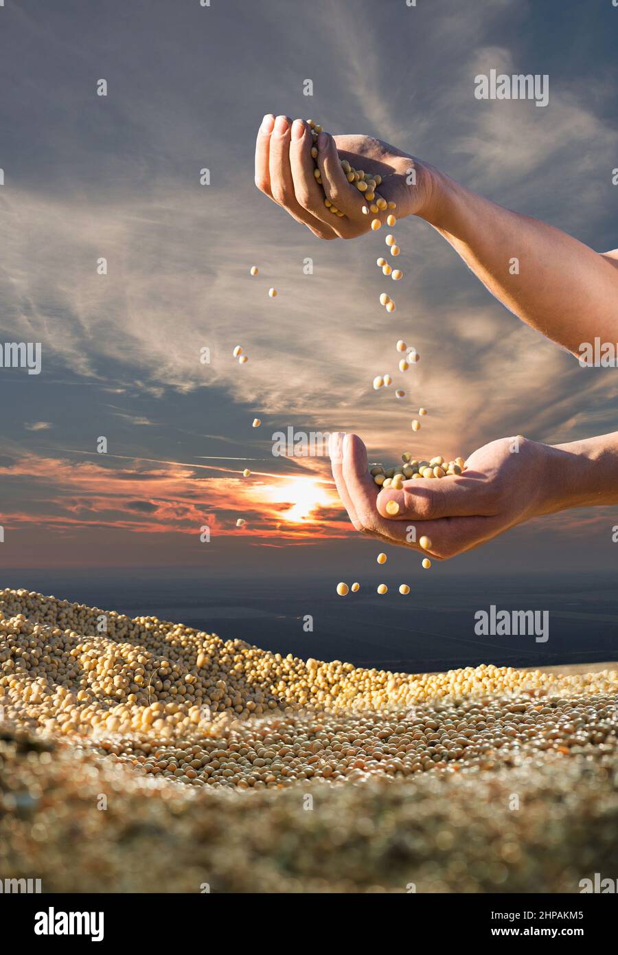 Hands of peasant holding soy beans after harvest Stock Photo - Alamy