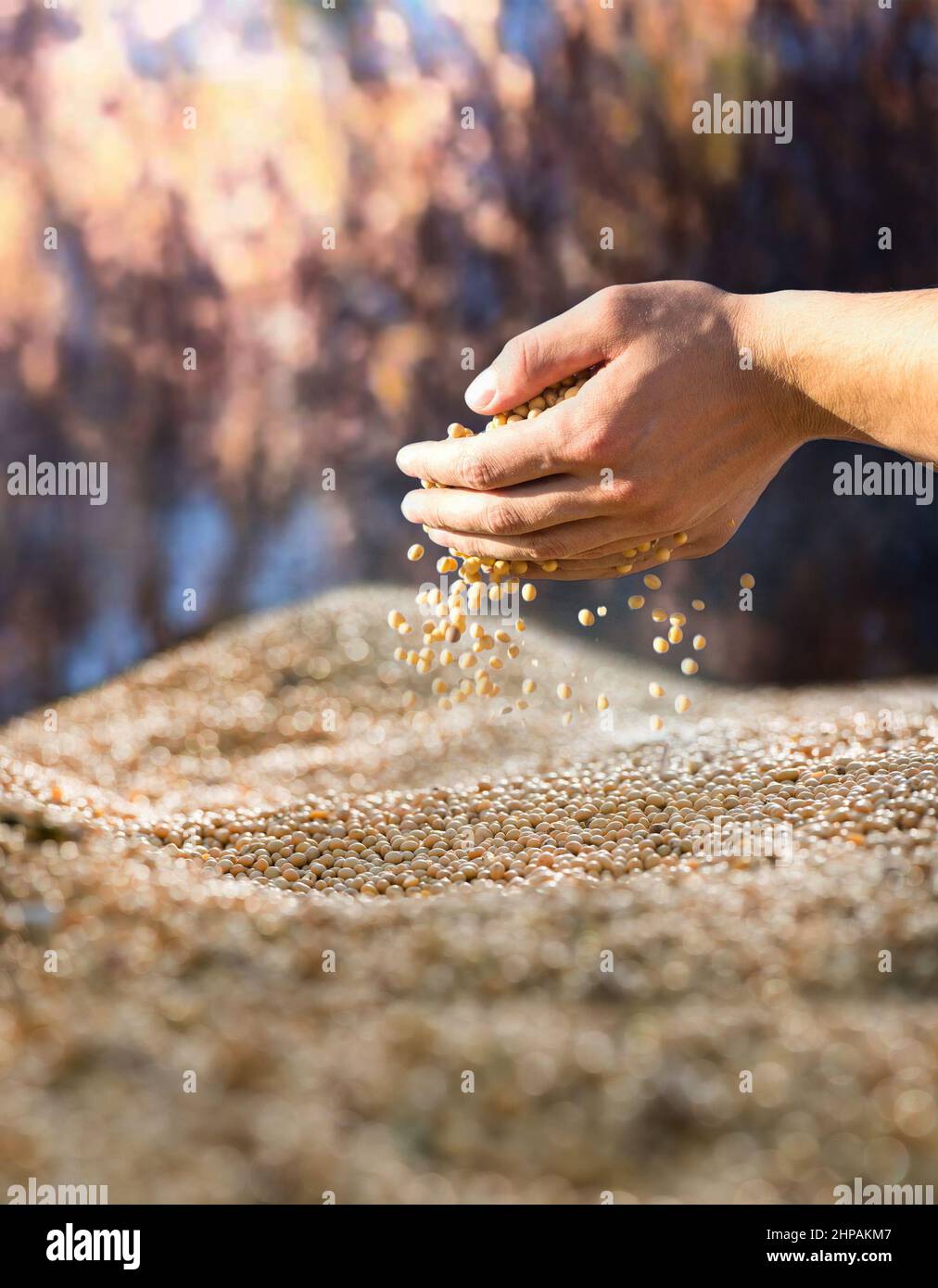 Young farmer soy beans hi-res stock photography and images - Alamy