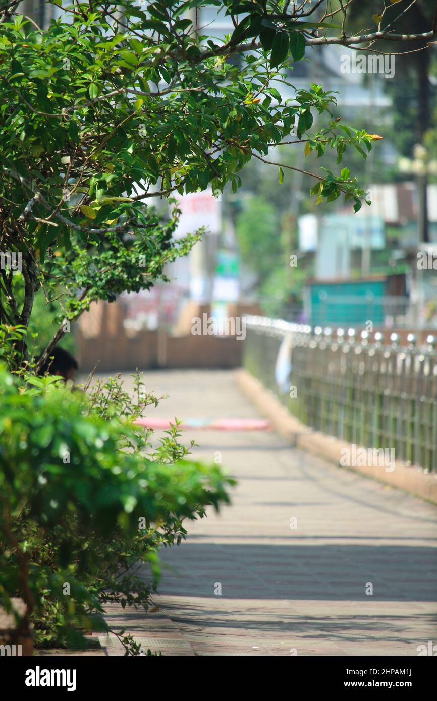 Flowering tree without flowers in the background of hot sun Stock Photo ...