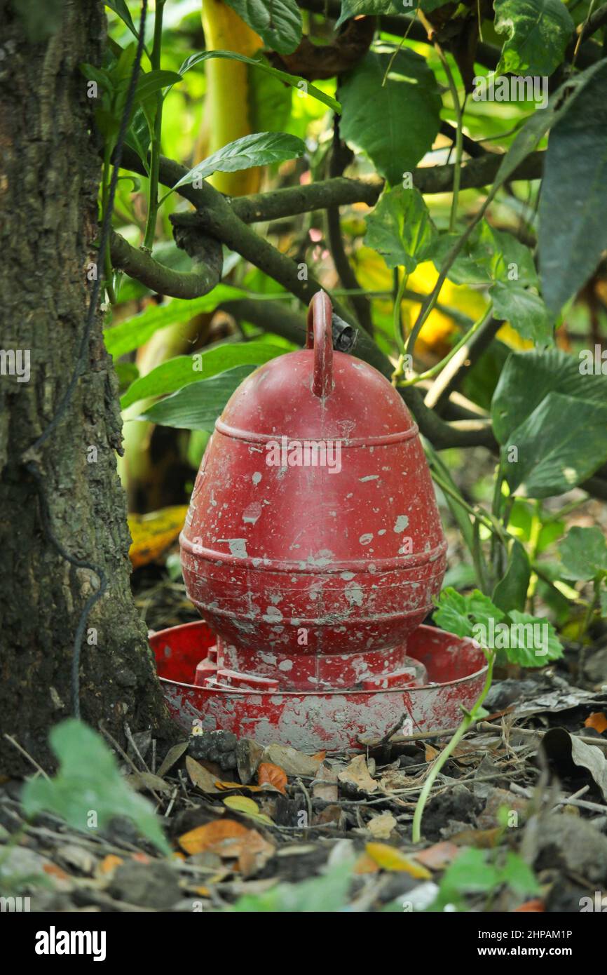 An old chicken water pot Stock Photo - Alamy