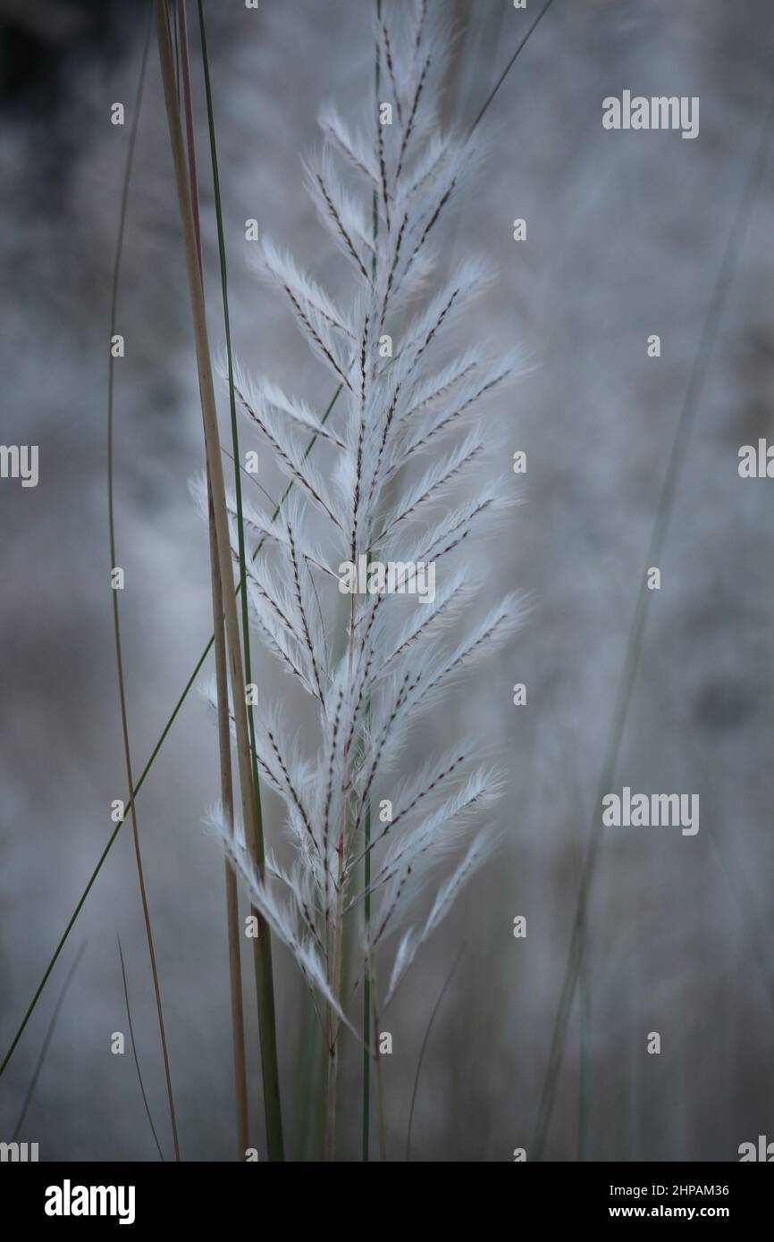 Kashful hi-res stock photography and images - Alamy