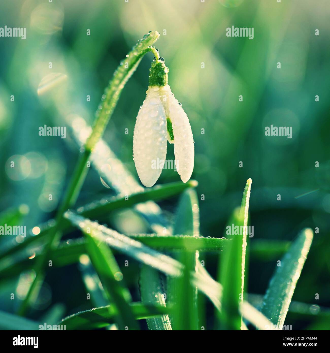 Snowdrops spring flowers. Beautifully blooming in the grass at sunset ...