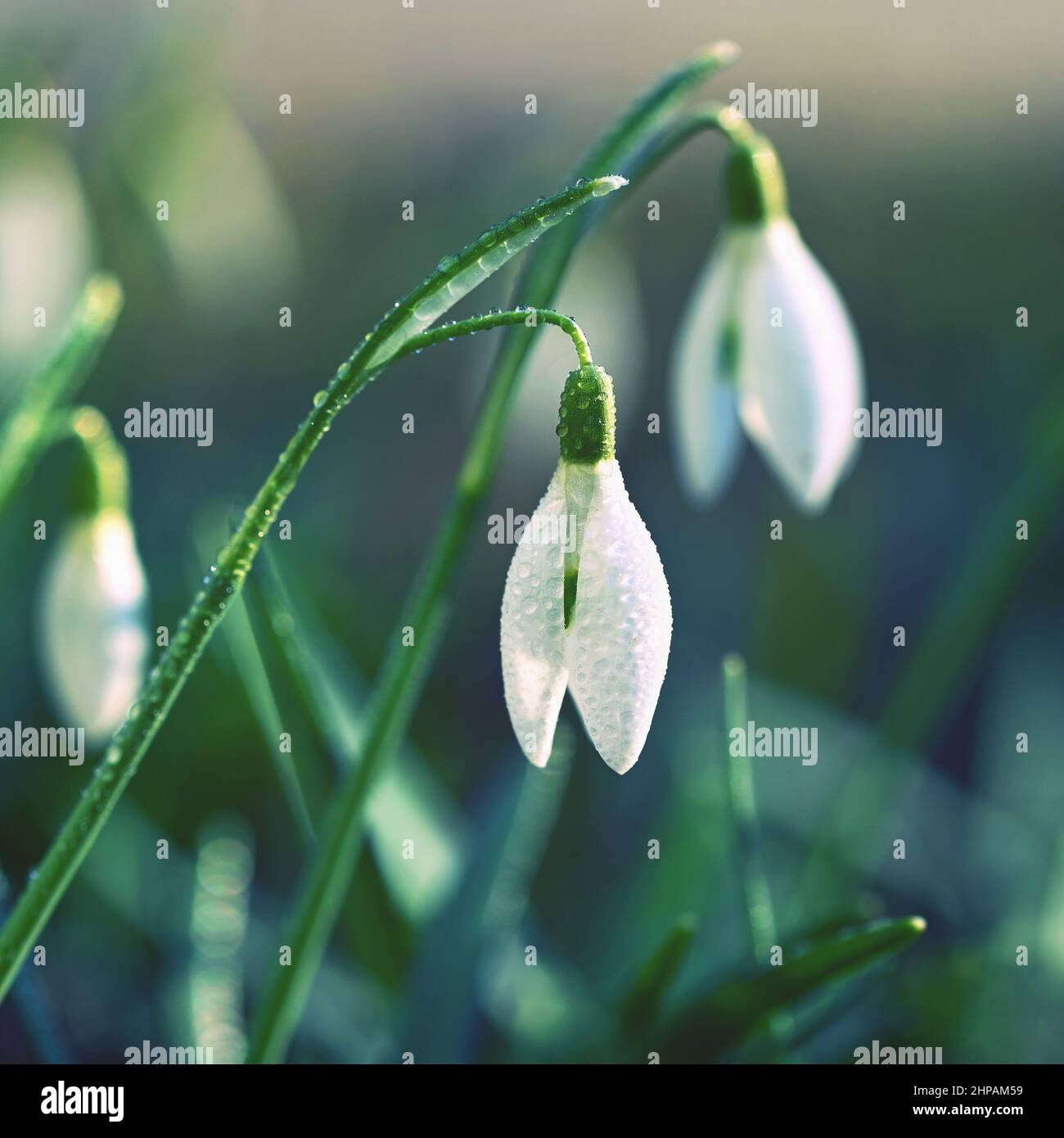Snowdrops spring flowers. Beautifully blooming in the grass at sunset ...