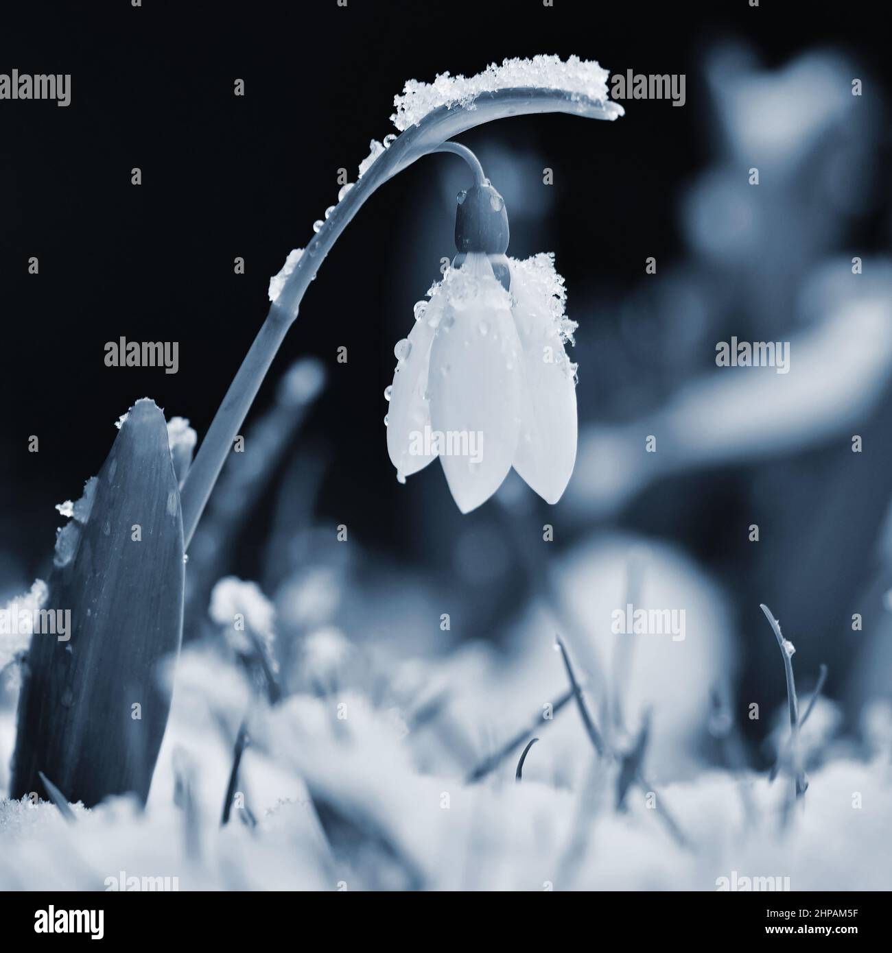 Snowdrops spring flowers. Beautifully blooming in the grass at sunset ...