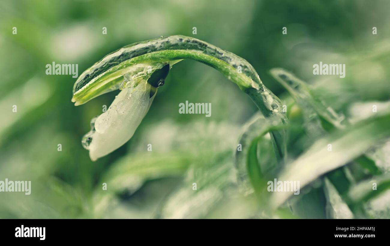 Ice and frozen snowdrops - Beautiful white spring flowers. The first ...