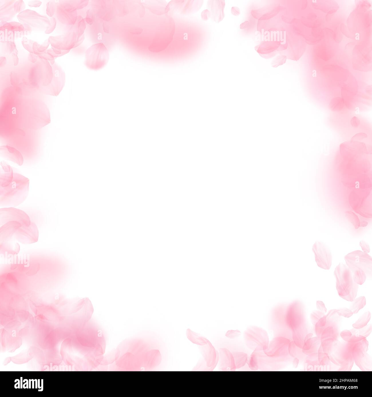 Sakura petals falling down. Romantic pink flowers vignette. Flying ...