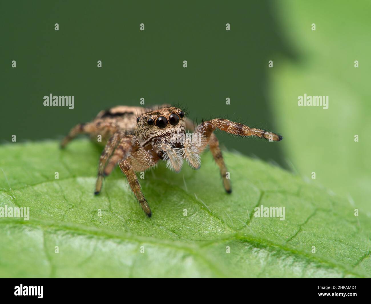 Pelegrina aeneola hi-res stock photography and images - Alamy