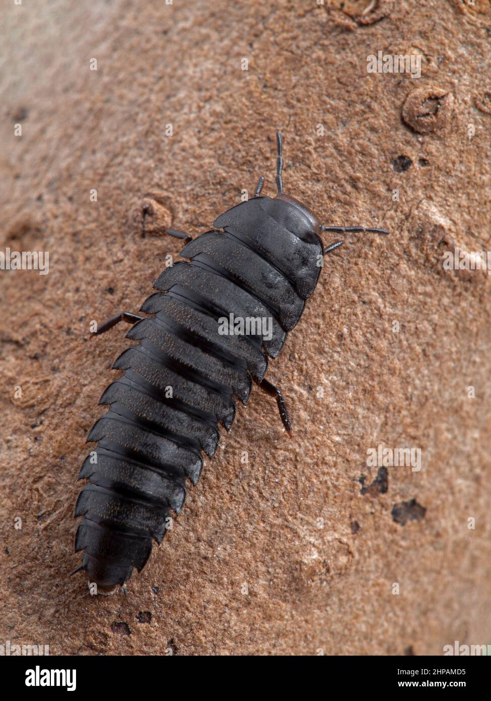 Carrion beetles hi-res stock photography and images - Alamy
