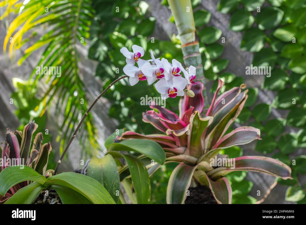 Blooming orchids in the garden. Bali, Indonesia Stock Photo - Alamy