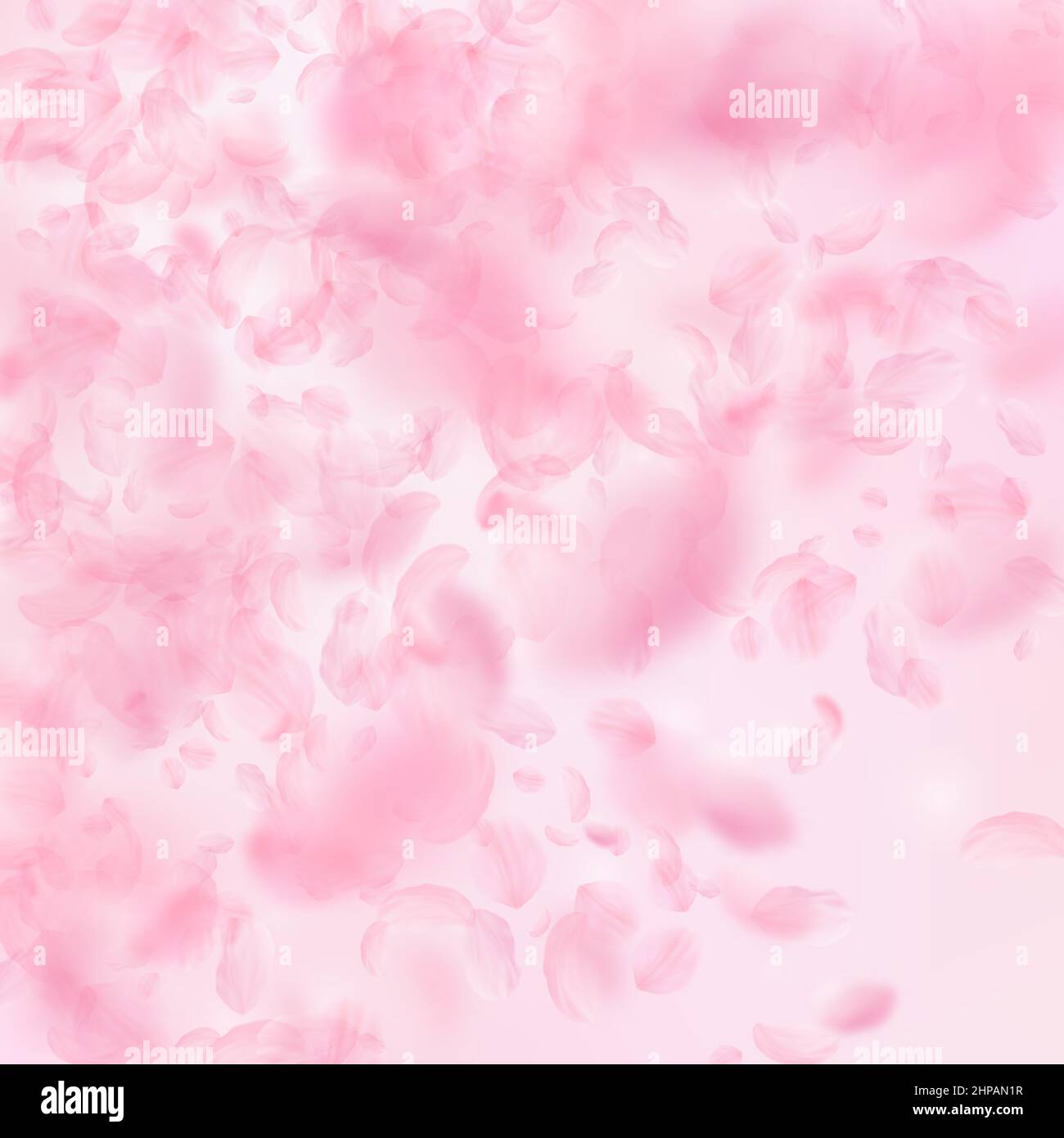 Sakura petals falling down. Romantic pink flowers gradient. Flying ...
