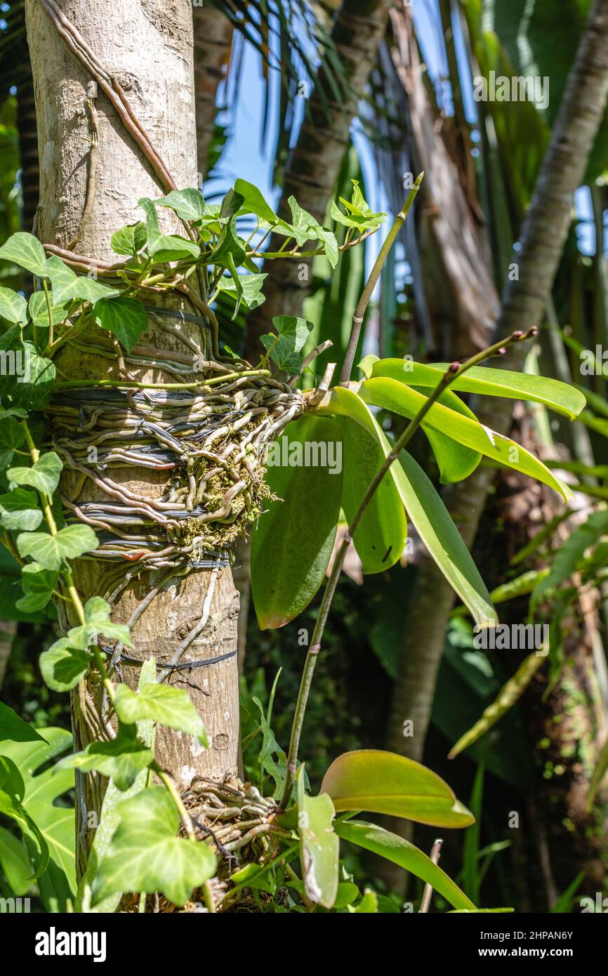 Orchid growing tree hi-res stock photography and images - Alamy