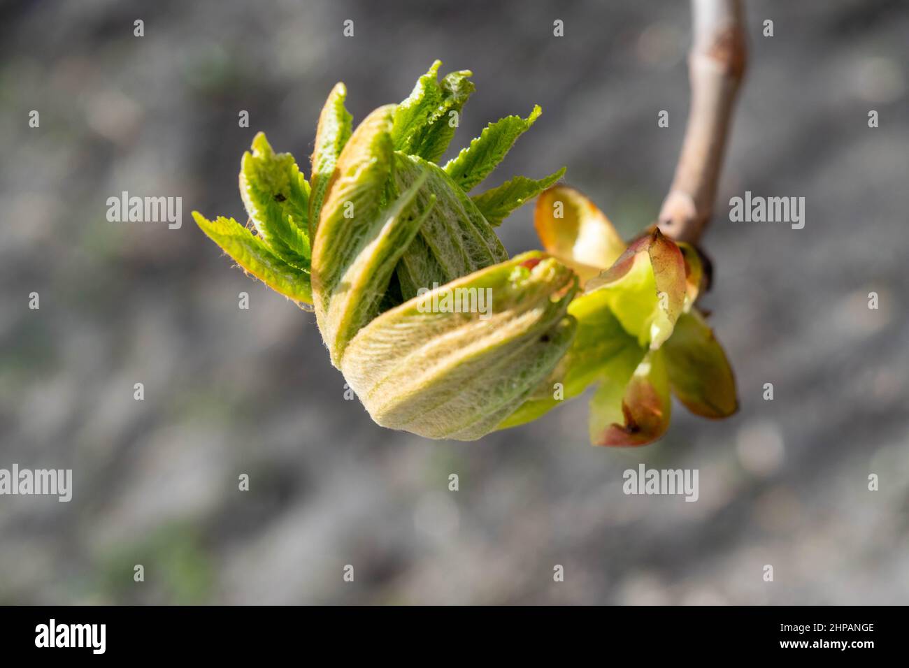 Budding buds on a tree against a forest background. Young green leaves ...
