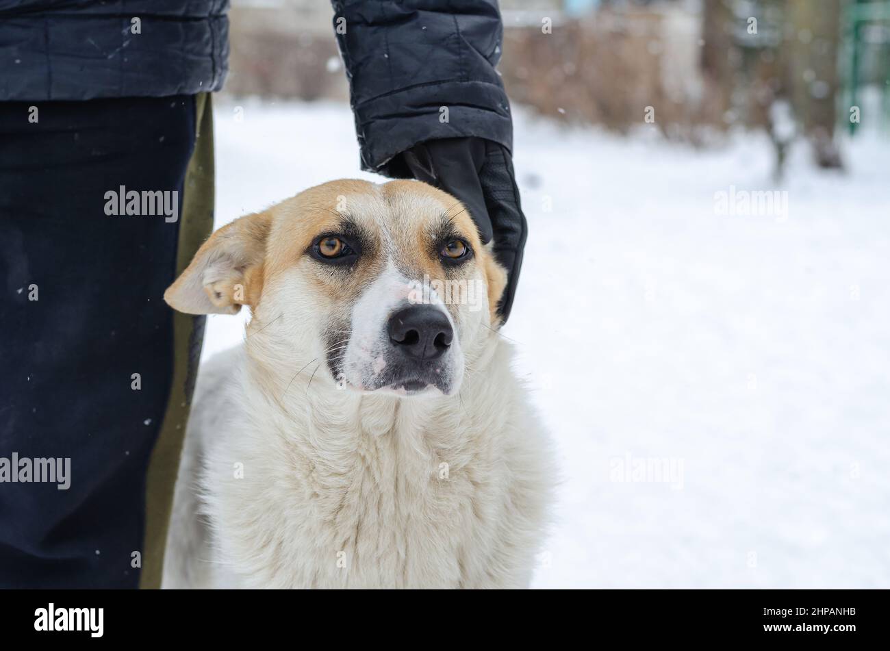A large adult white and red male dog is standing next to a man. A ...