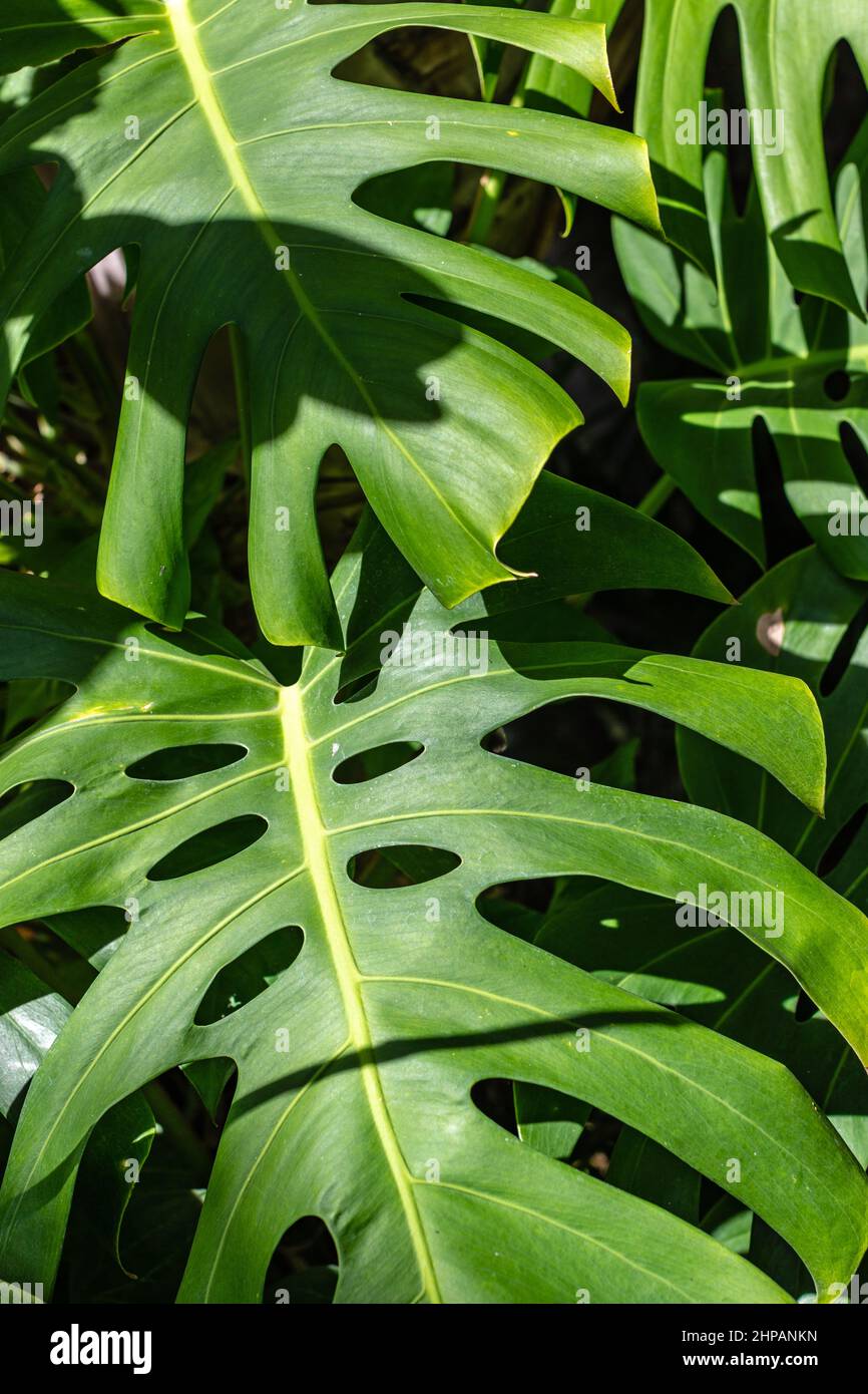 Growing Monstera plant. Green floral background. Vertical image Stock ...