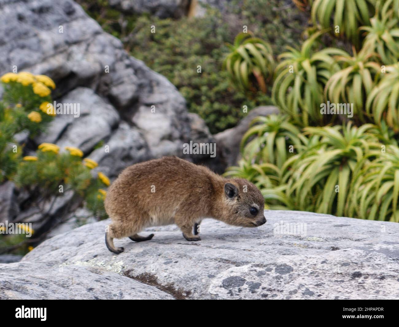 Baby Dassie (African Rodent) on Table Mountain in Cape Town, South ...