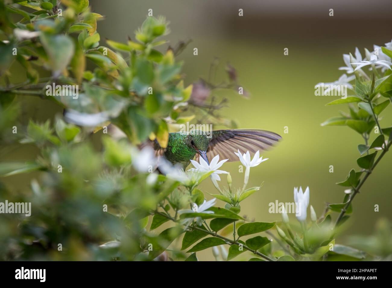 Closeup of a Colibri flying close to the branches with white flowers ...