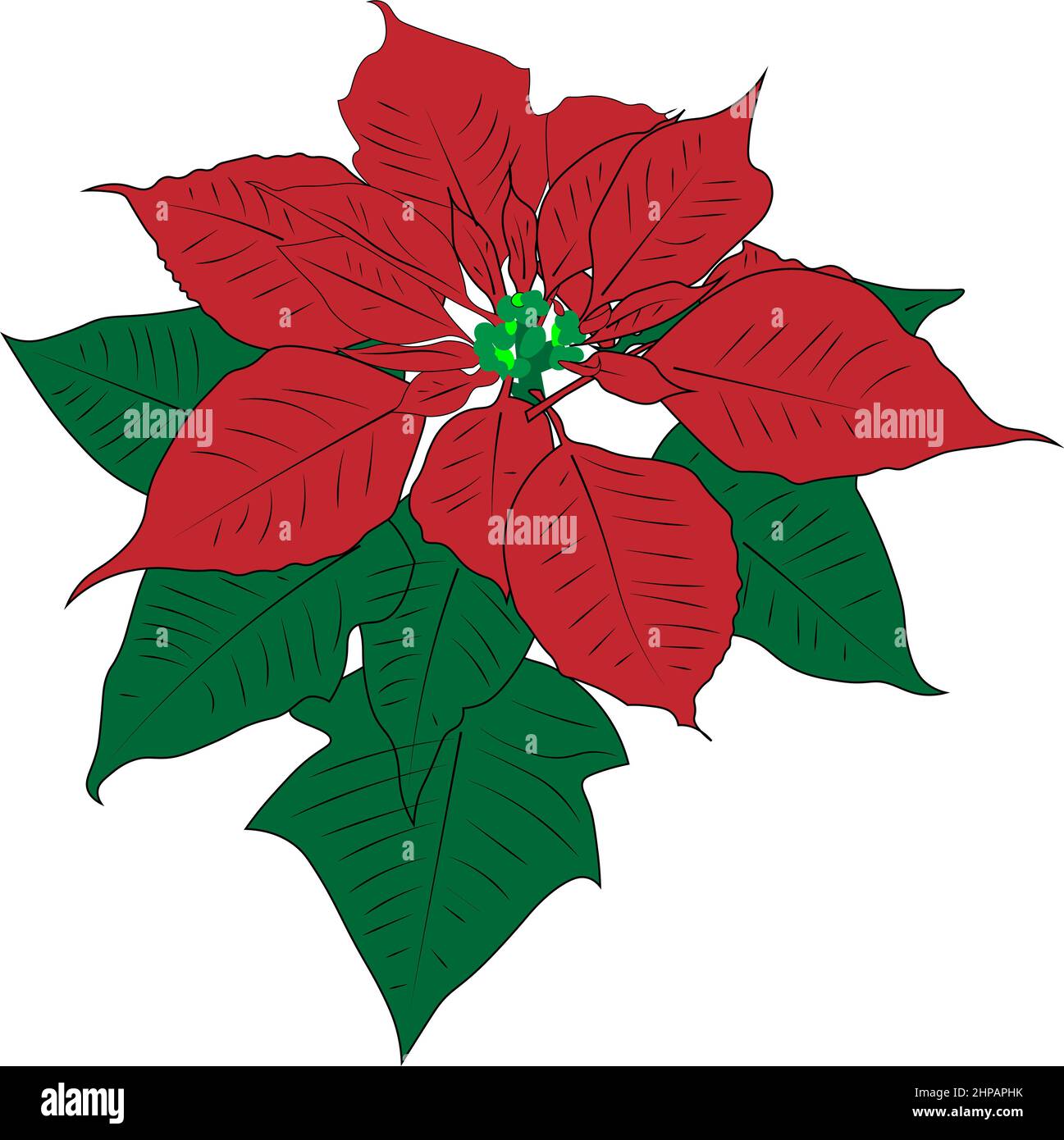 Poinsettia Flower Clipart Image