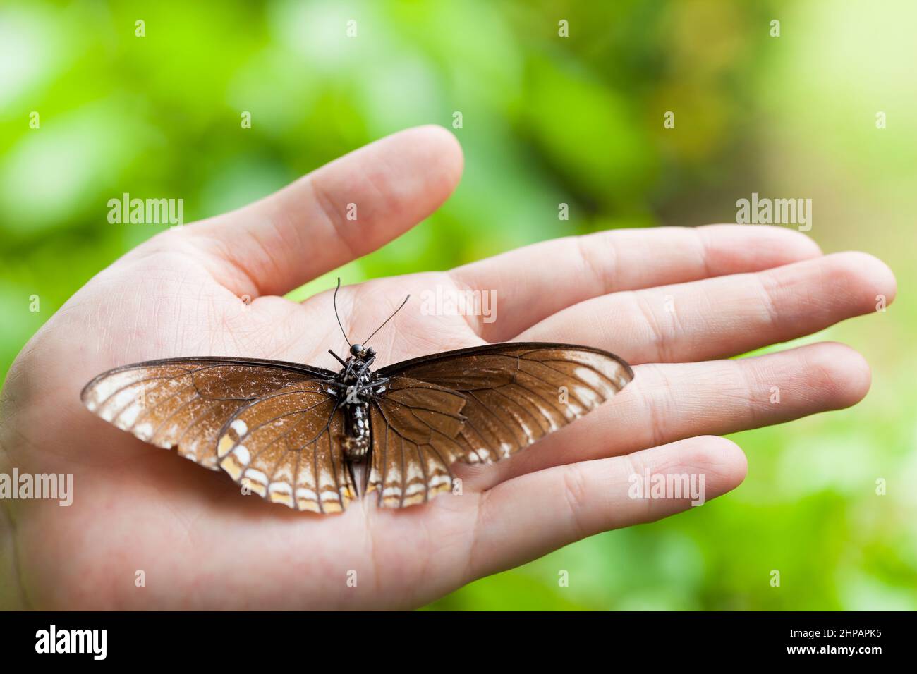Dead butterfly in lady hand over blur green nature background, love ...