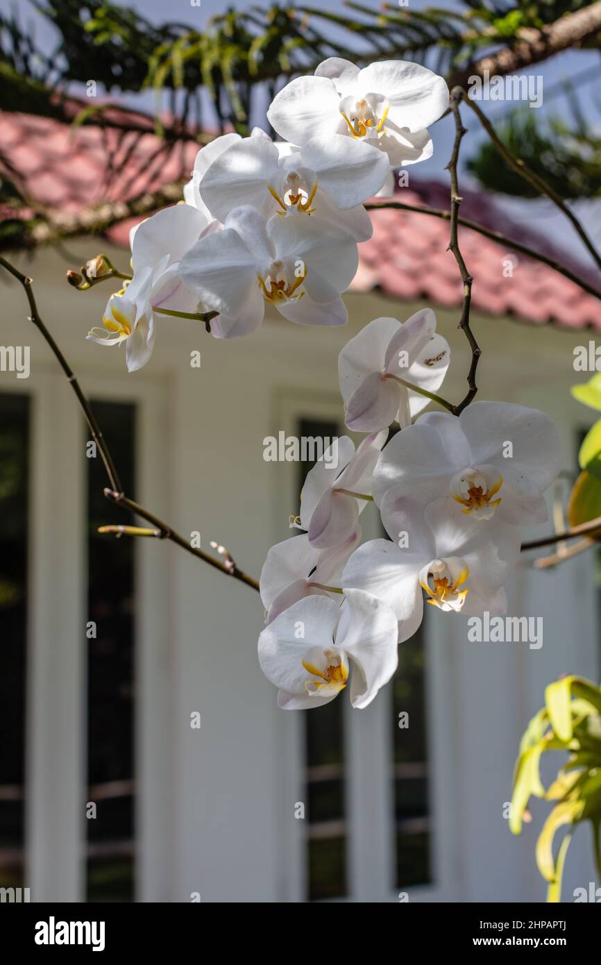 Orchids of indonesia hi-res stock photography and images - Alamy