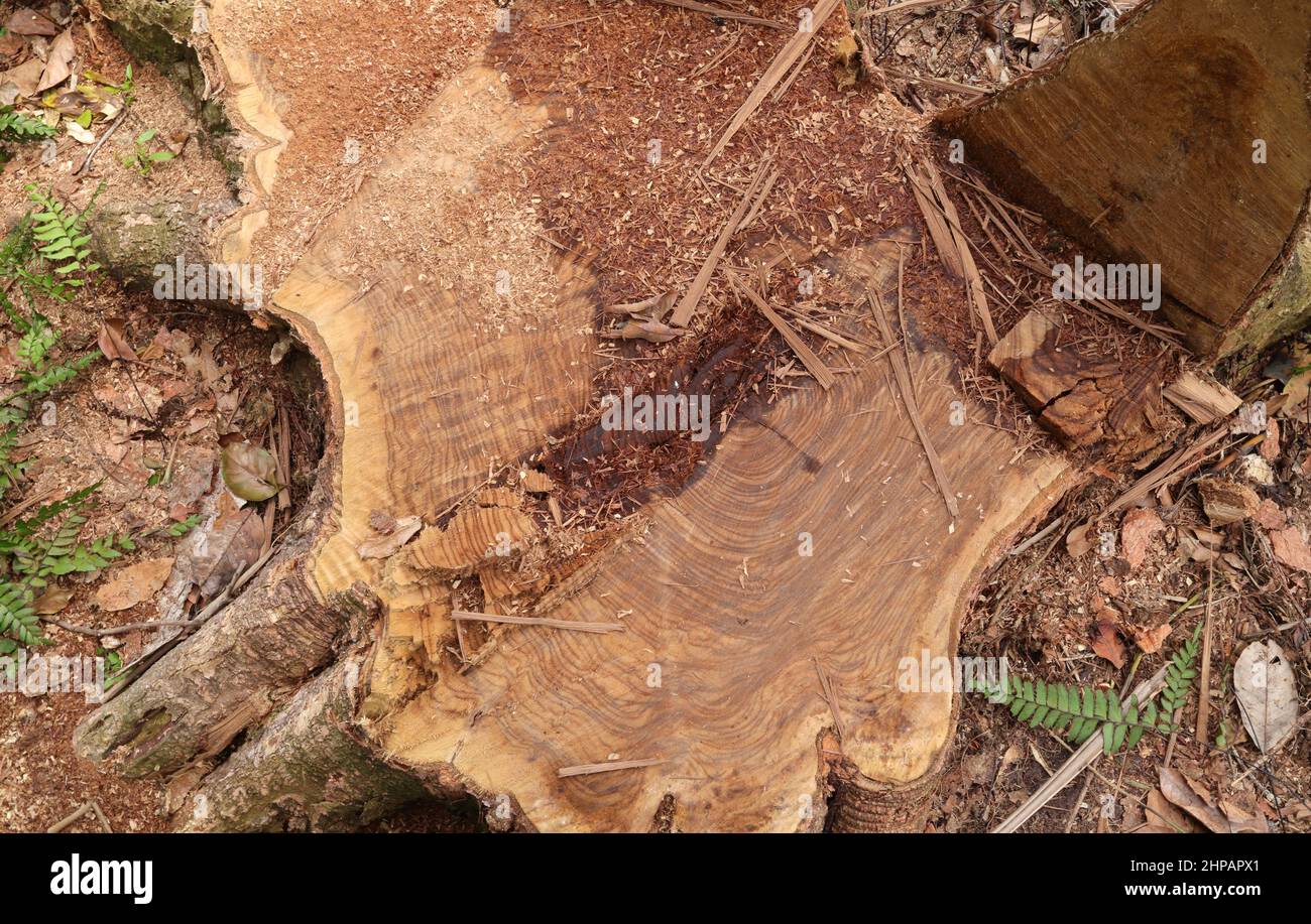 Overhead view of a large Pericopsis Mooniana tree stump with a ...