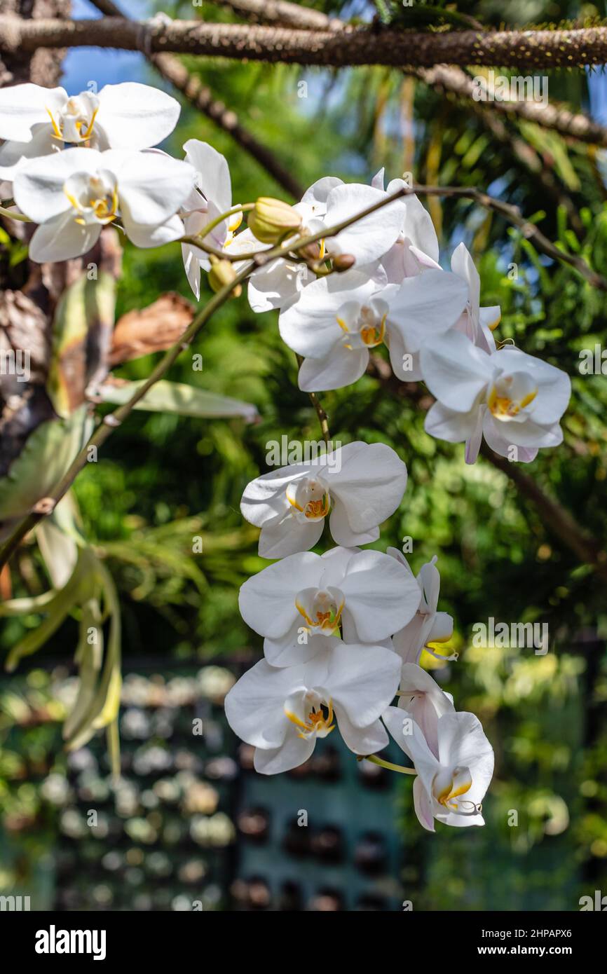 Orchids of indonesia hi-res stock photography and images - Alamy