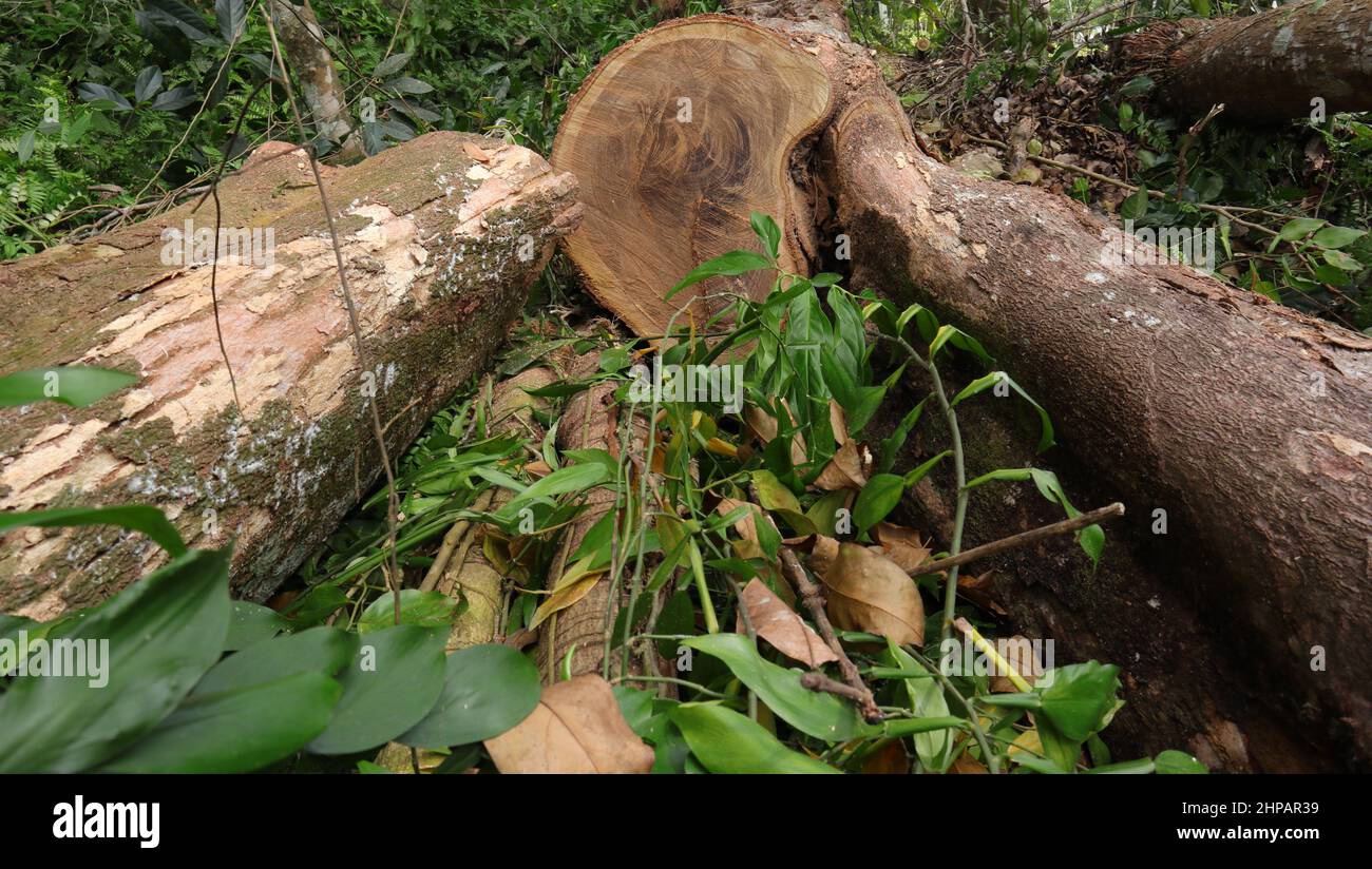 Cross section of a stem hi-res stock photography and images - Alamy