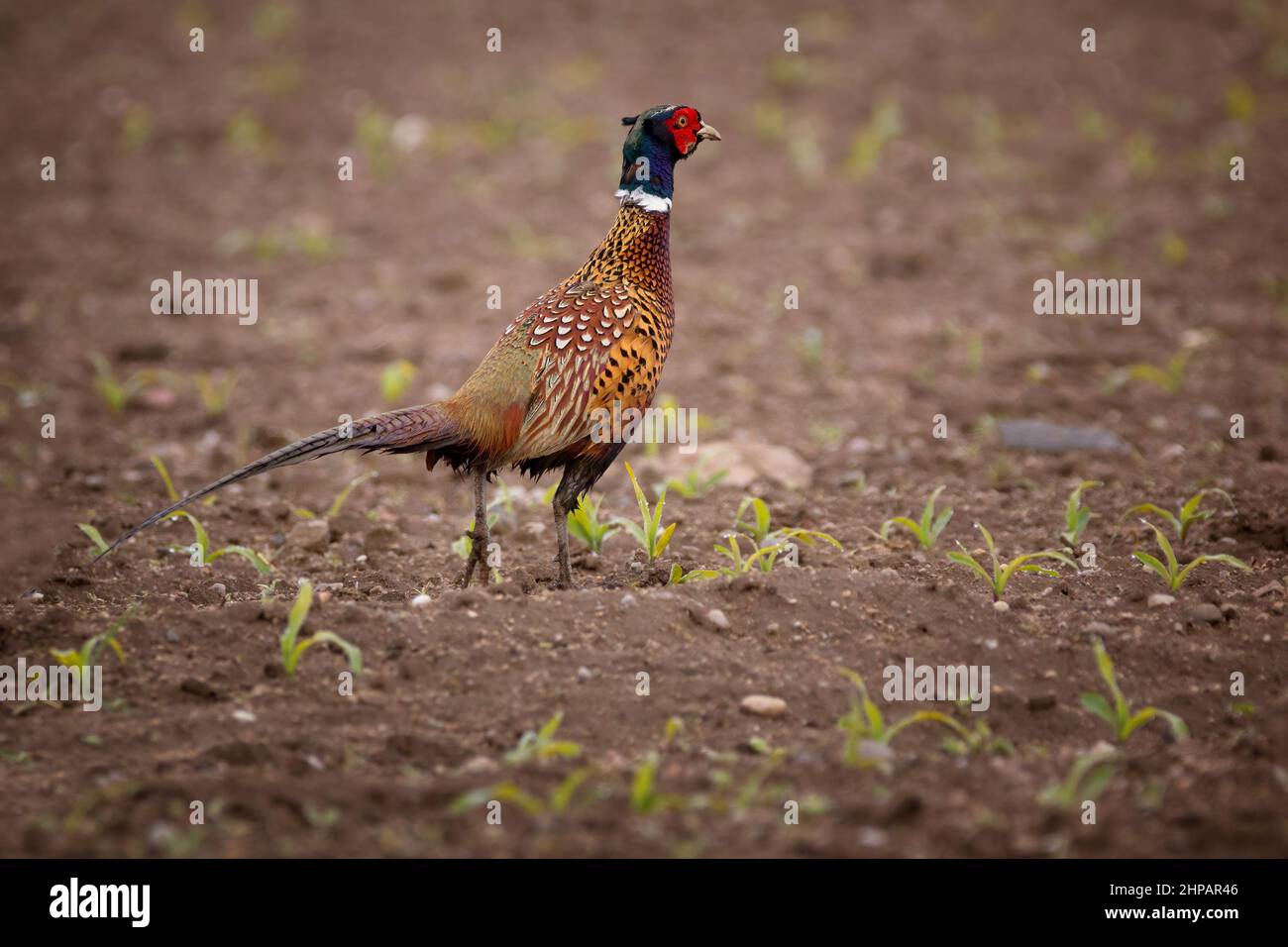 Family pheasant hi-res stock photography and images - Alamy