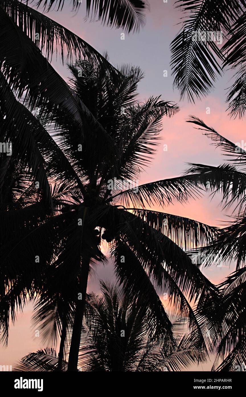 Sunset and palm trees Stock Photo - Alamy