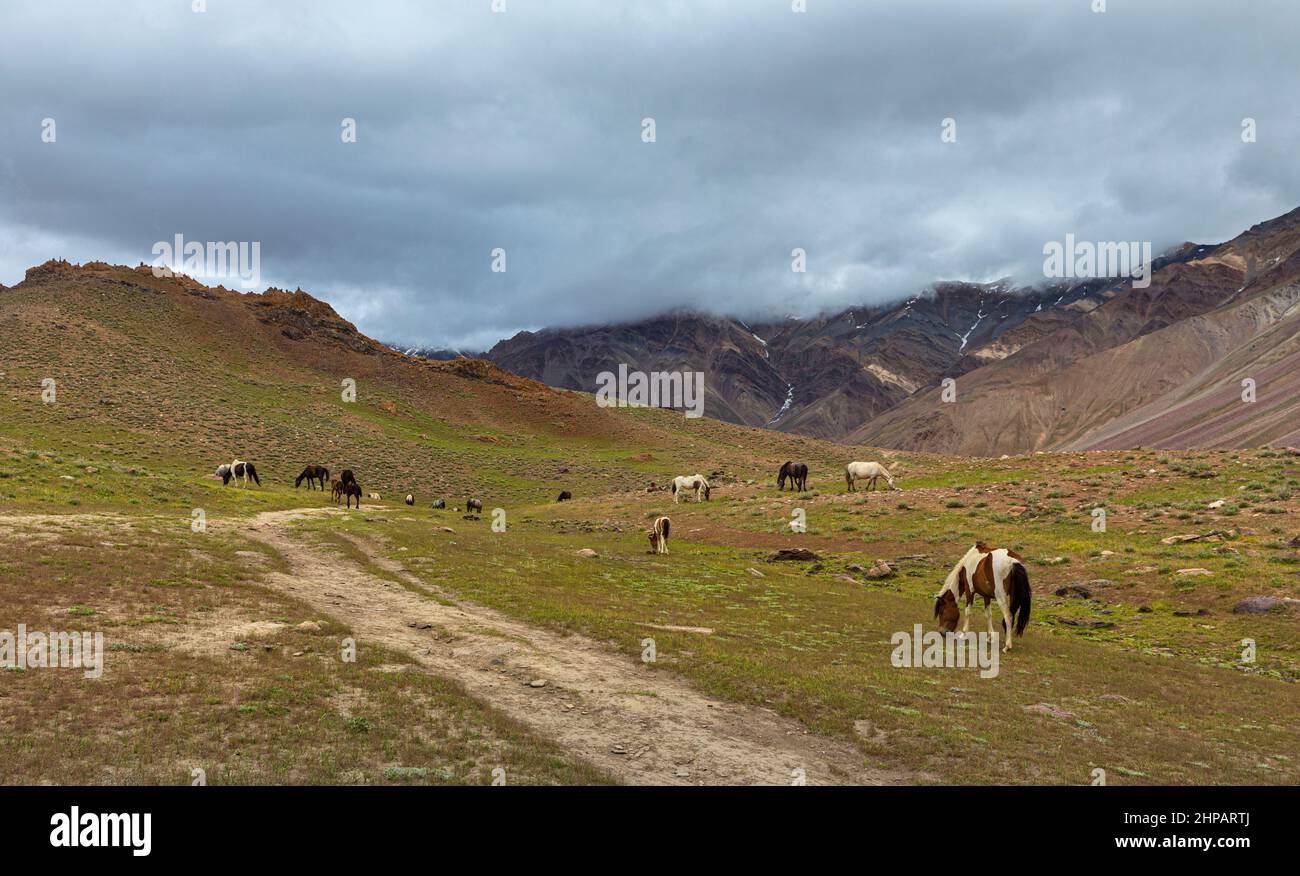 Spiti village life hi-res stock photography and images - Alamy